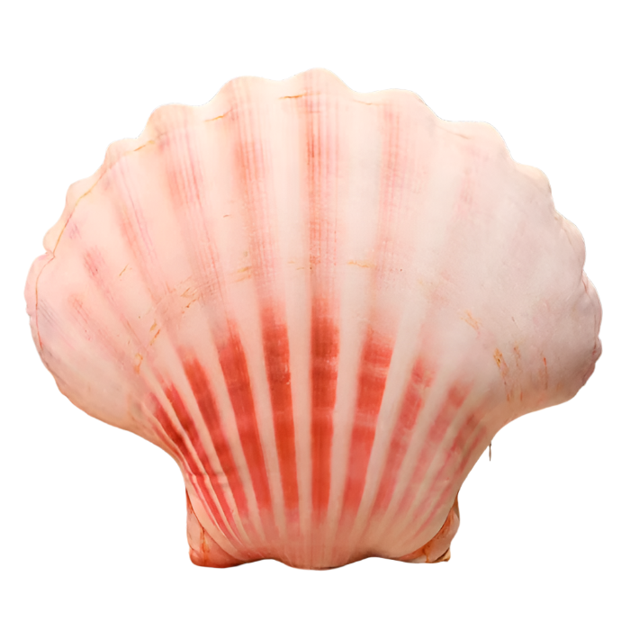 Sea Shell Plushy | Aesthetic Roomcore